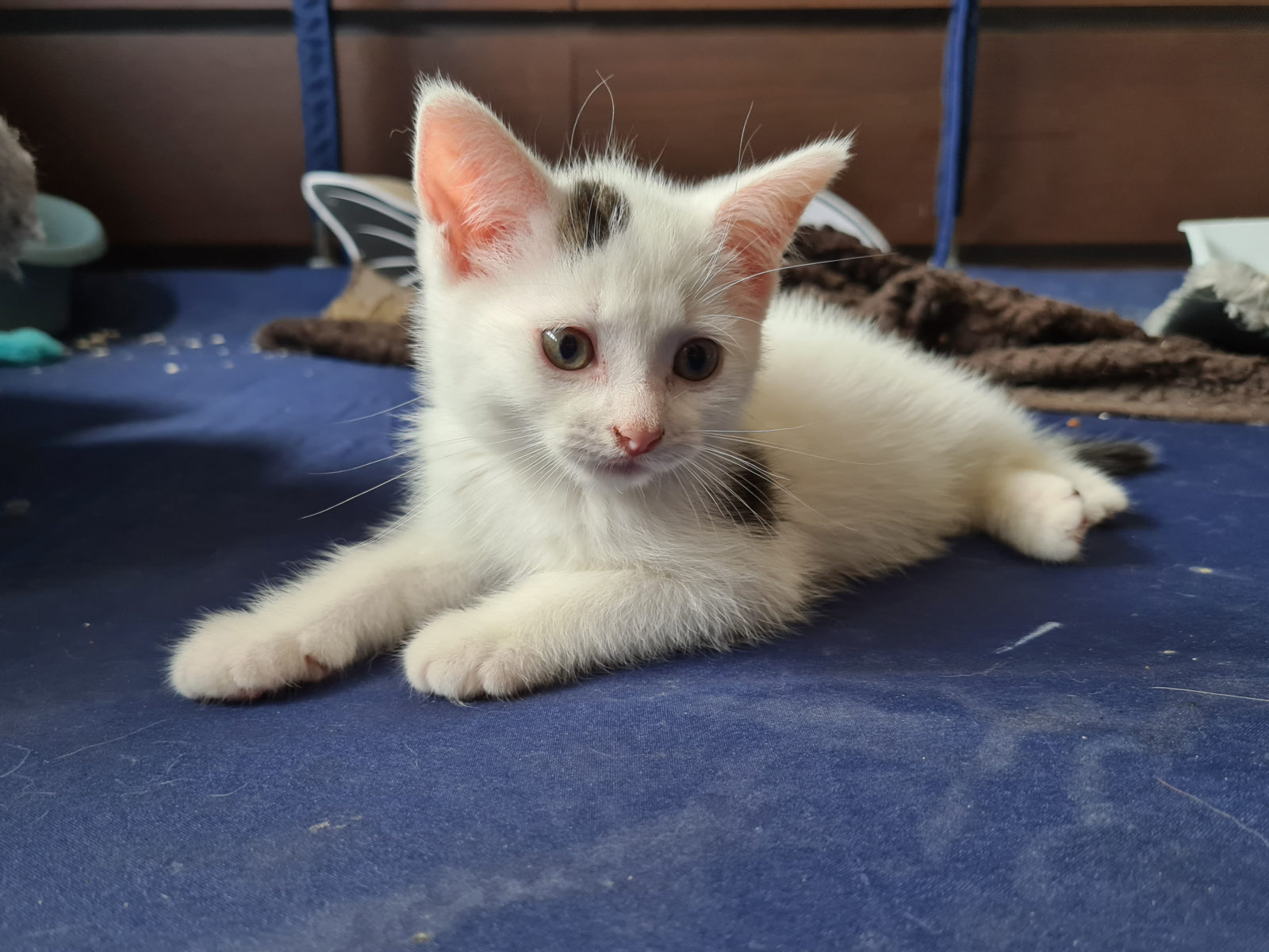 Nog steeds gastgezinnen nodig - Ditishelmond.nl