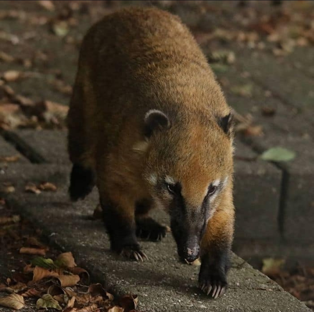 De Neusberen in Dierenpark de Warande zijn erg kieskeurig - Ditishelmond.nl