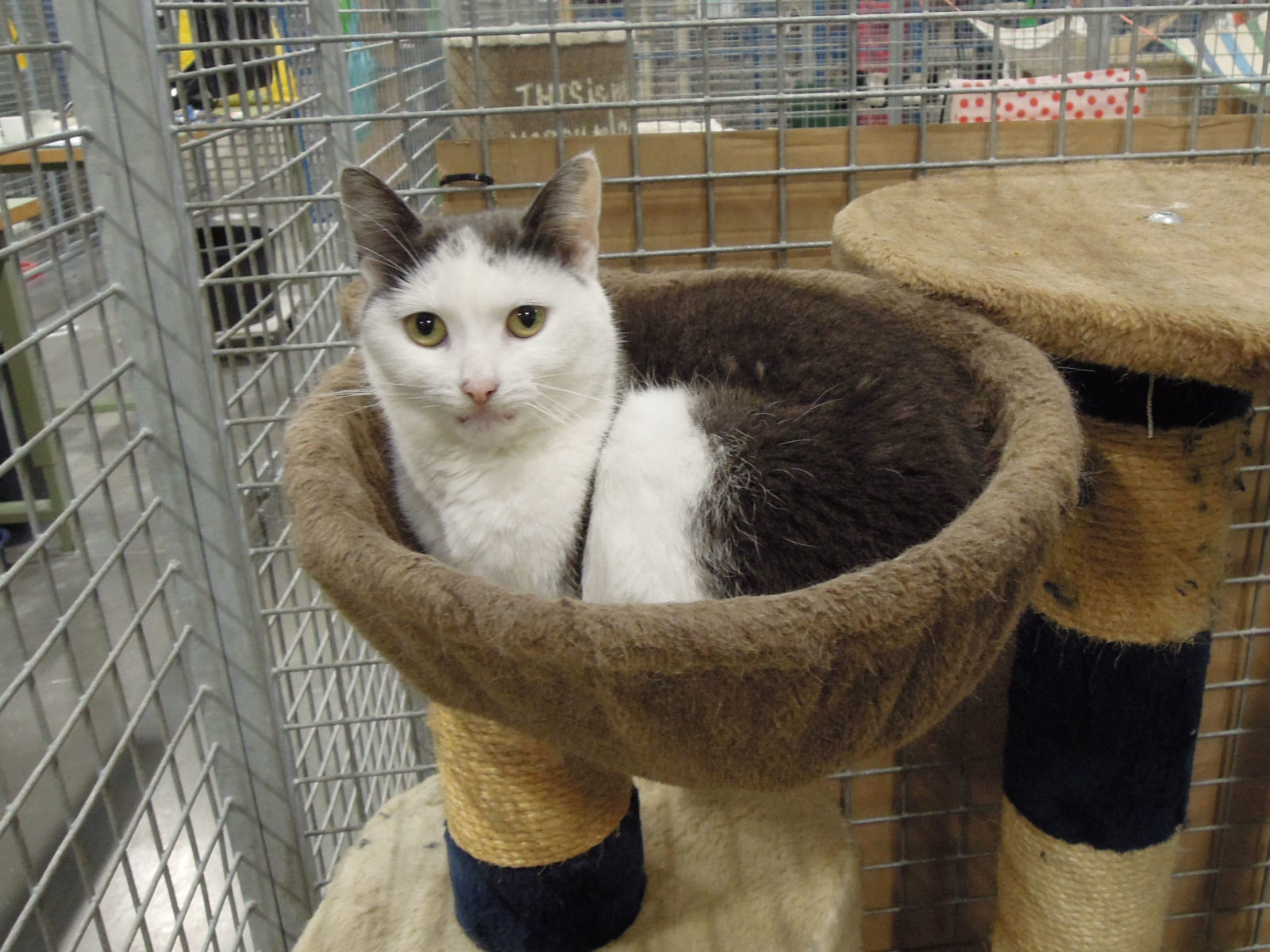 Dier van de week: Shedy - Ditishelmond.nl