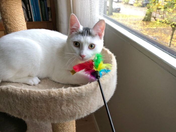 Dier van de Week Zeppie - Ditishelmond.nl