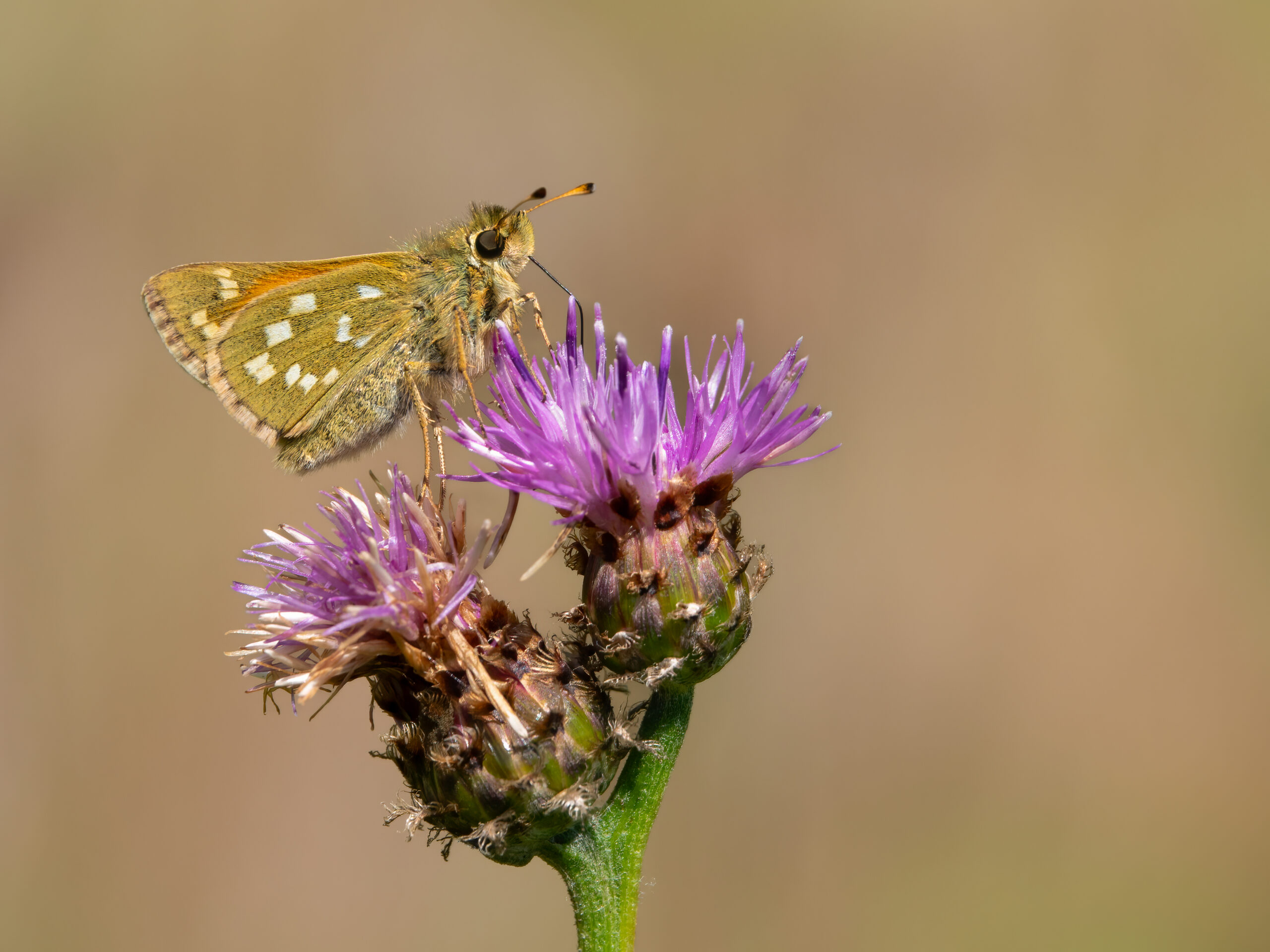 Vlinderexpert Kars Veling vertelt over Vlinderstichting - Ditishelmond.nl