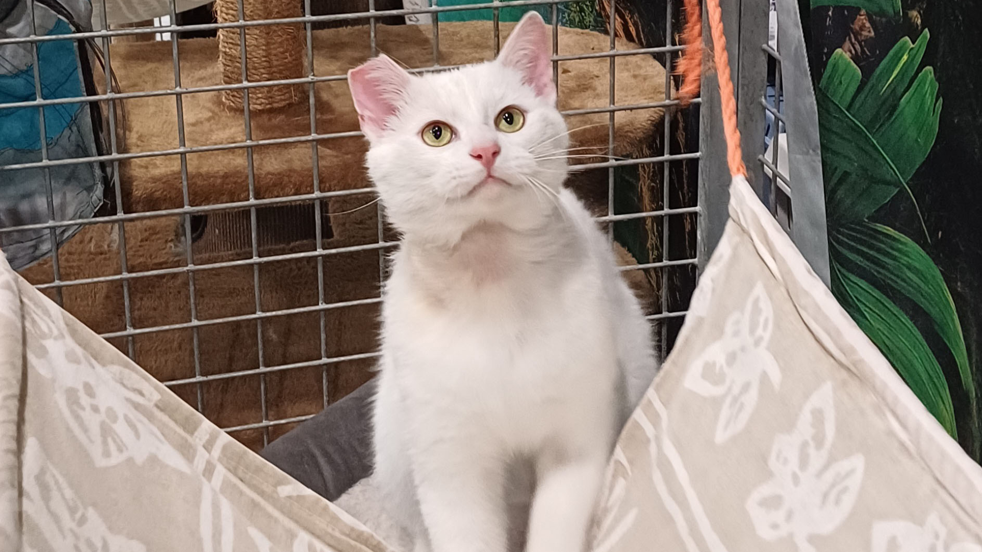 Dier van de Week: Knof - Ditishelmond.nl